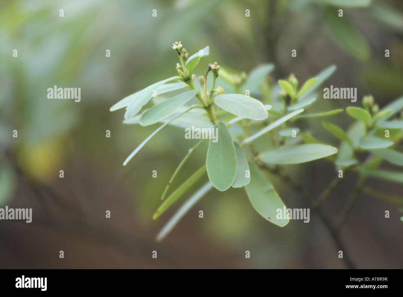 Close-up of a small budding branch of Native Hawaiian 'akoko shrub ...