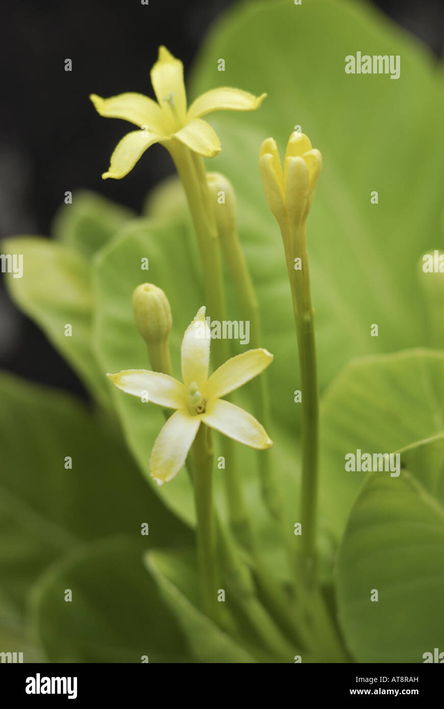 rare & endangered Native Hawaiian Alula plant, (scientific name ...