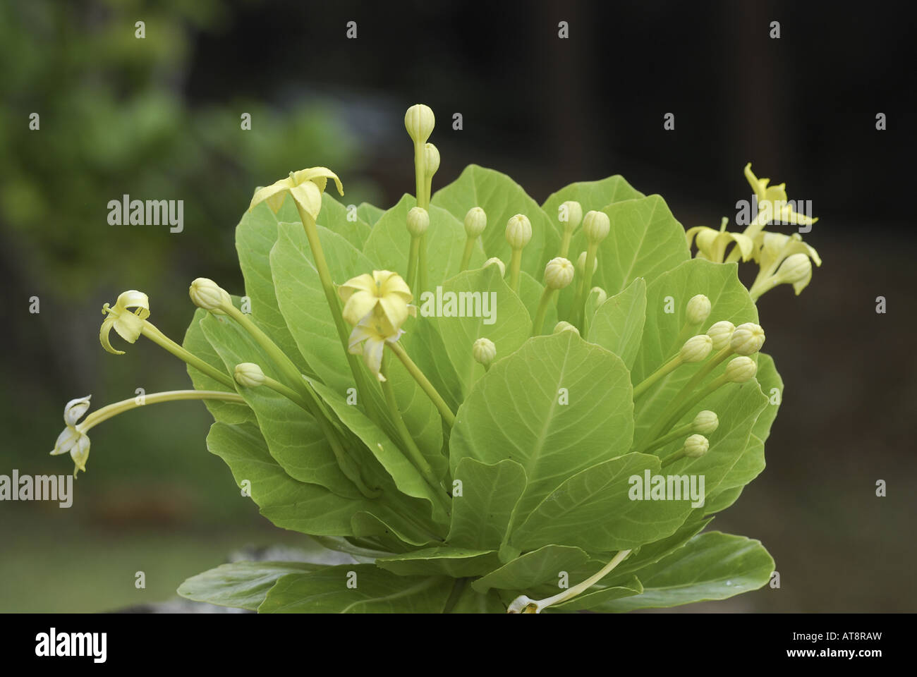 rare & endangered Native Hawaiian Alula plant, (scientific name ...