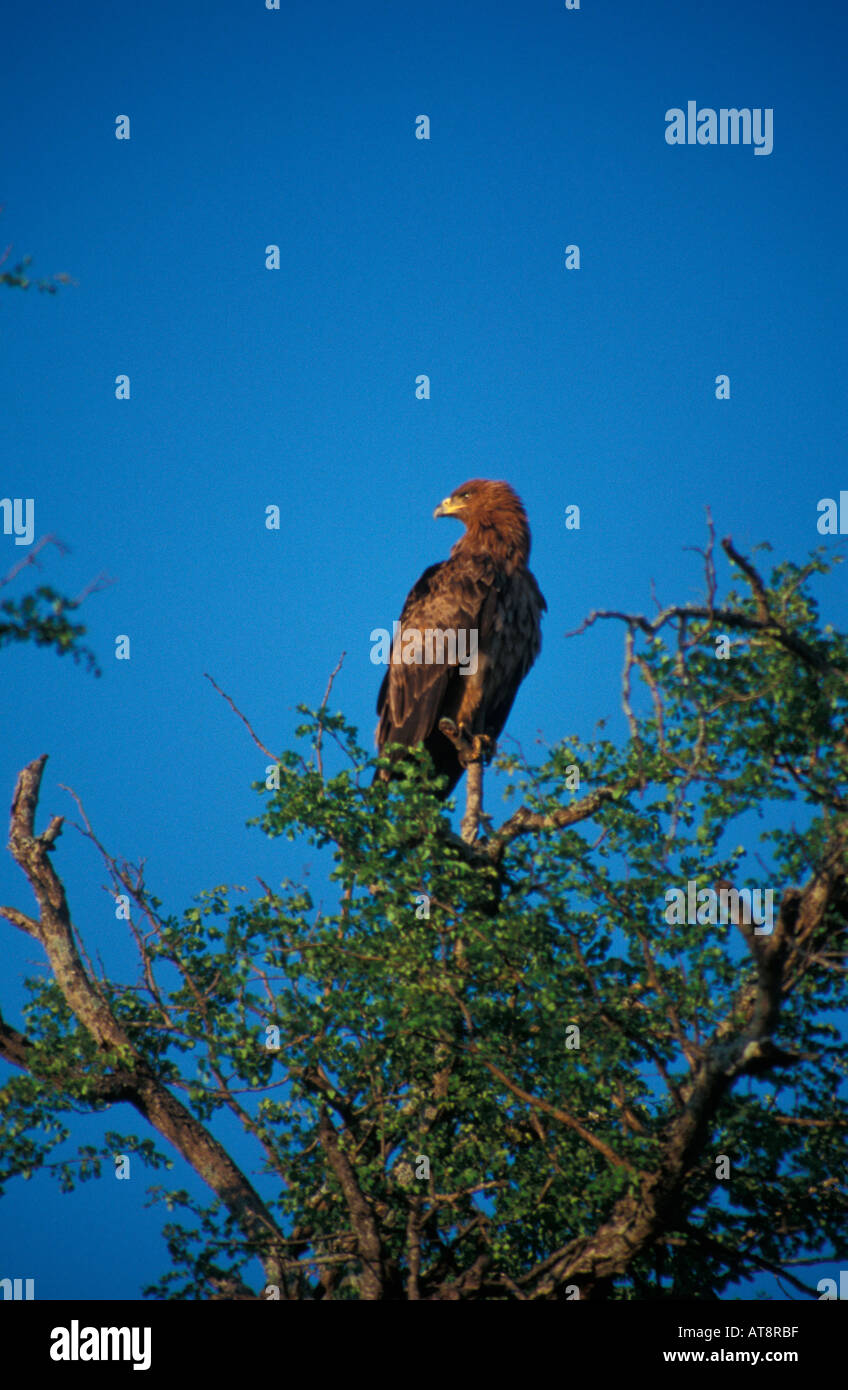 Tawnry eagle Africa Stock Photo - Alamy