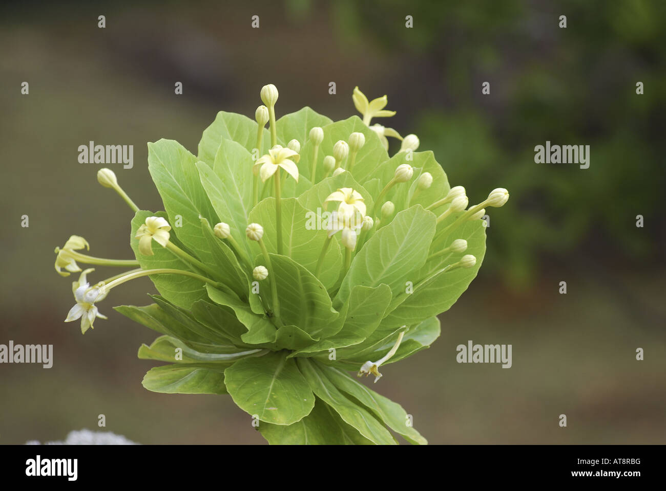 rare & endangered Native Hawaiian Alula plant, (scientific name ...