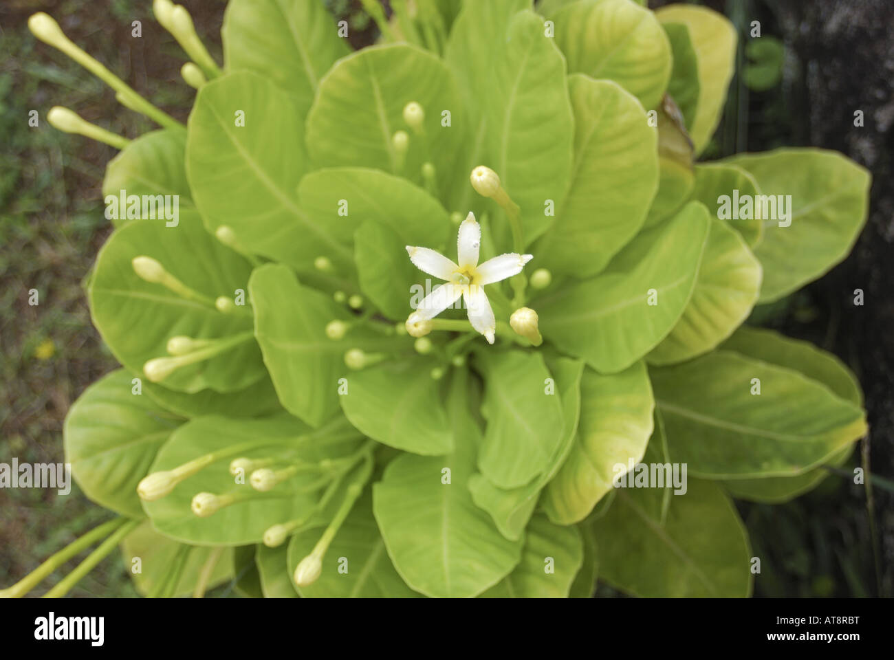 rare & endangered Native Hawaiian Alula plant, (scientific name ...
