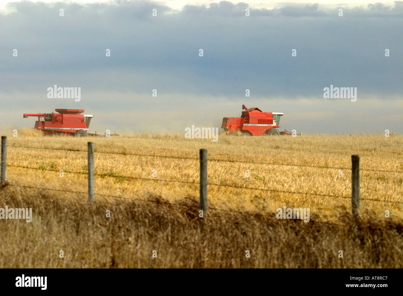 AGRICULTURE Wheat field in Prairies of Alberta, Canada, North America ...