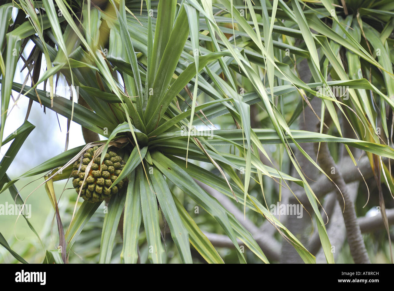 cluster of green leaves (lau hala) and fruit resembling a pineapple ...