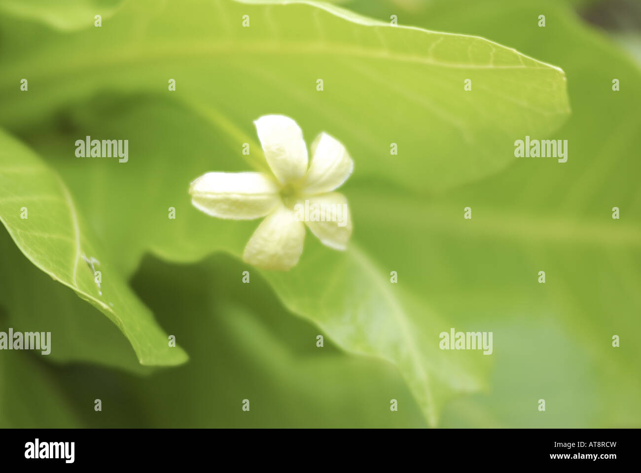 rare & endangered Native Hawaiian Alula plant, (scientific name ...