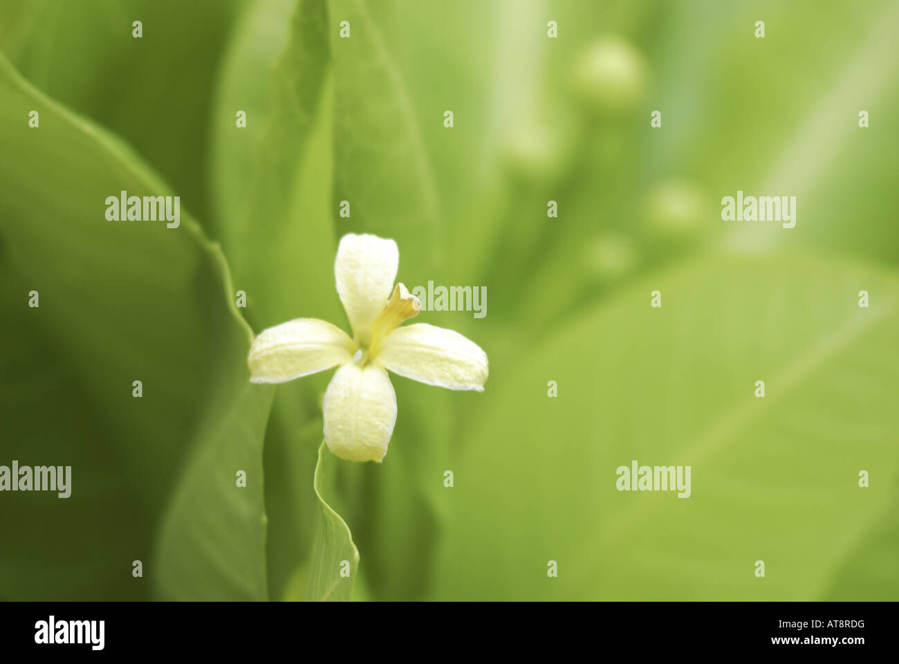 rare & endangered Native Hawaiian Alula plant, (scientific name ...
