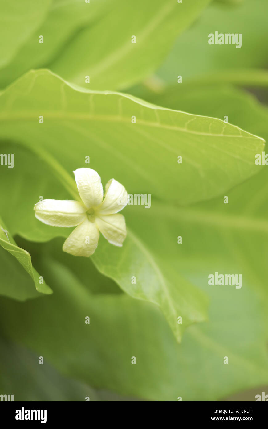 rare & endangered Native Hawaiian Alula plant, (scientific name ...