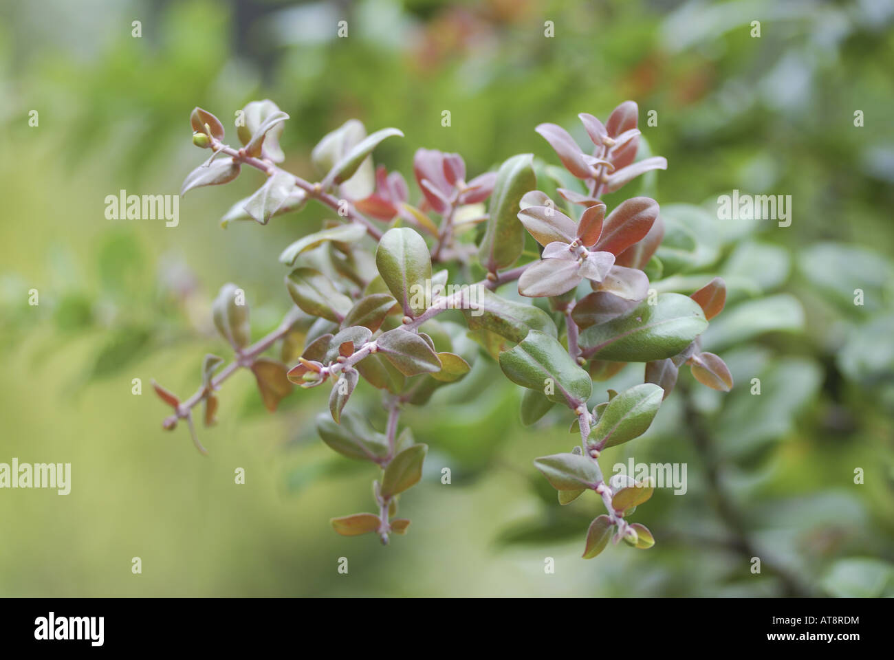 soft pink and green newly budding branch of the Native Hawaiian ohia ...