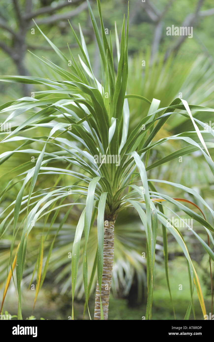 Hala pepe hi-res stock photography and images - Alamy