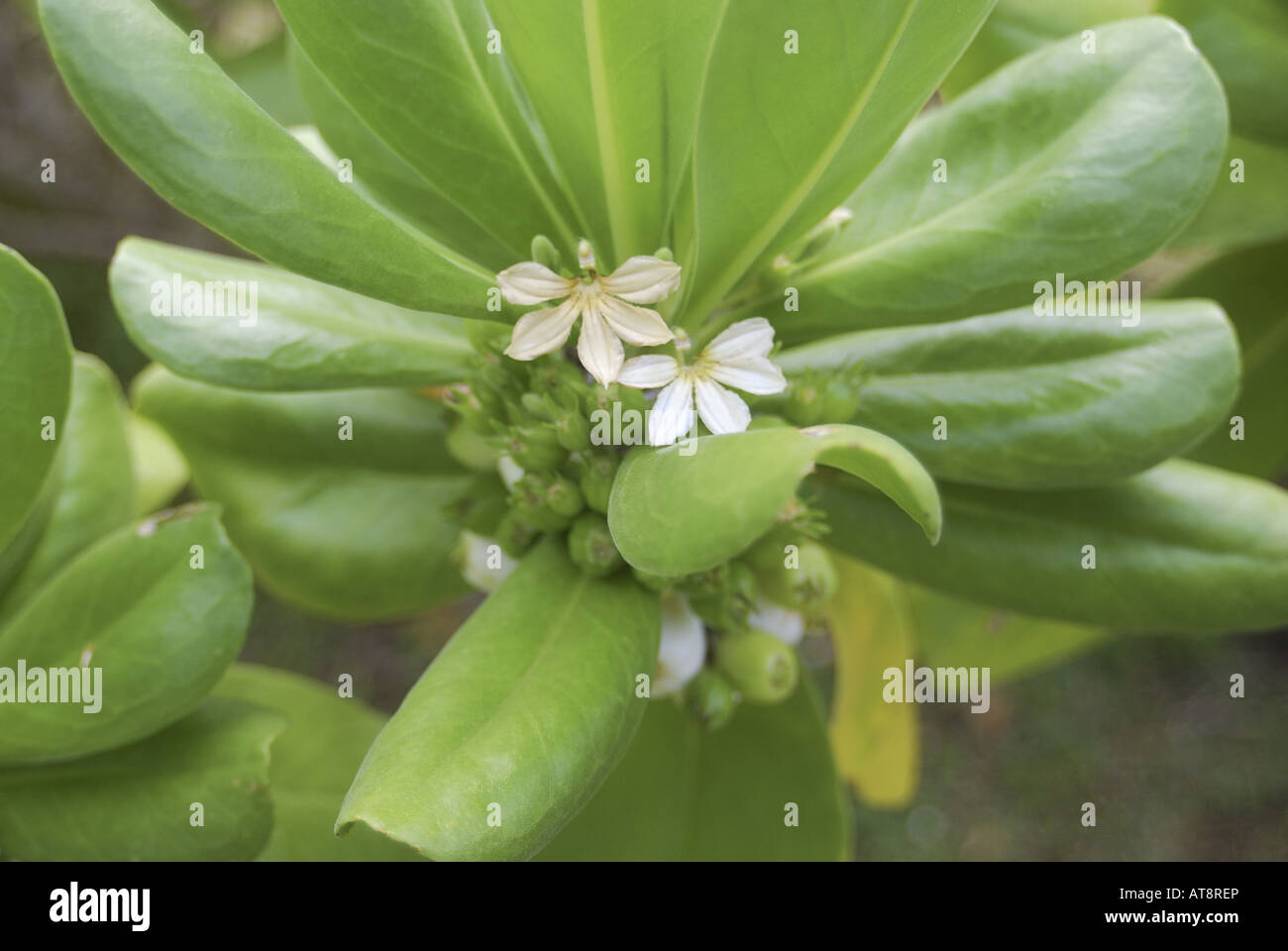 Naupaka shrub hi-res stock photography and images - Alamy