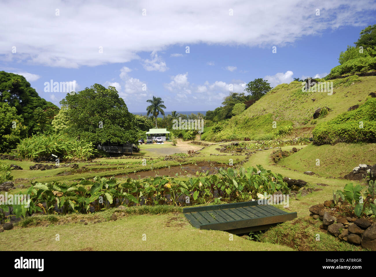 Native hawaiian loi pond kalo taro species hi-res stock photography and ...