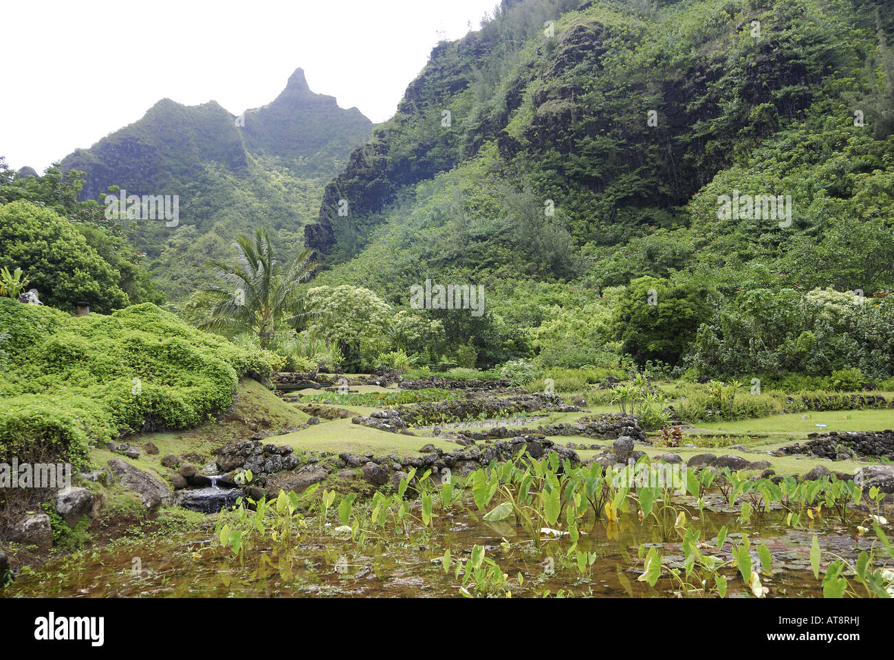 Taro ponds hi-res stock photography and images - Alamy