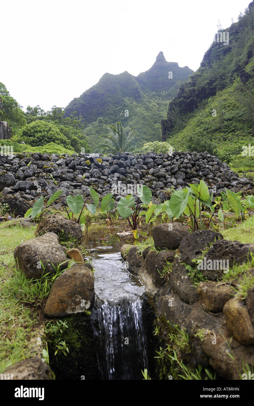 small waterfall drops from a Native Hawaiian lo'i pond (kalo/taro plant ...