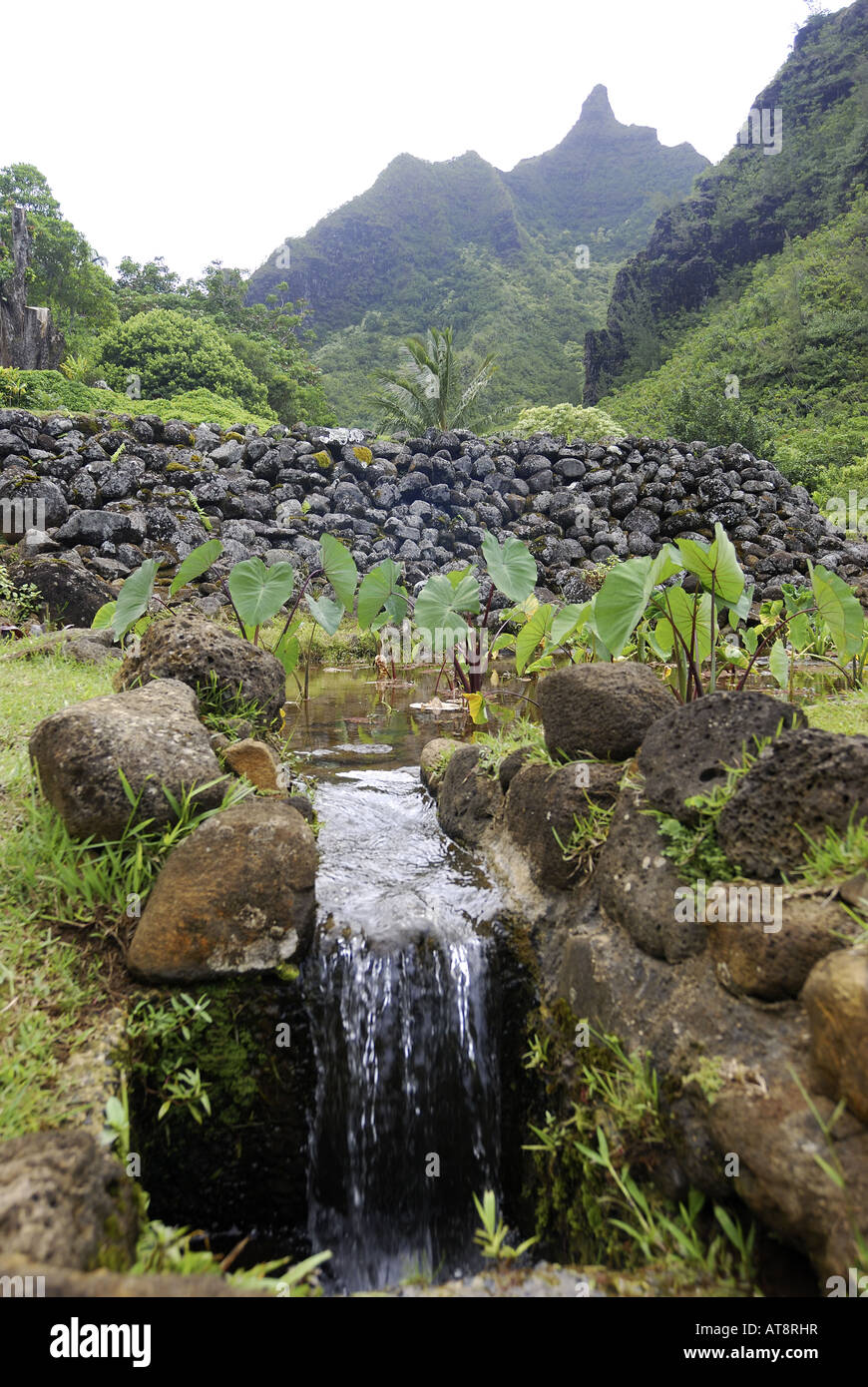 Native hawaiian loi pond kalo taro species hi-res stock photography and ...