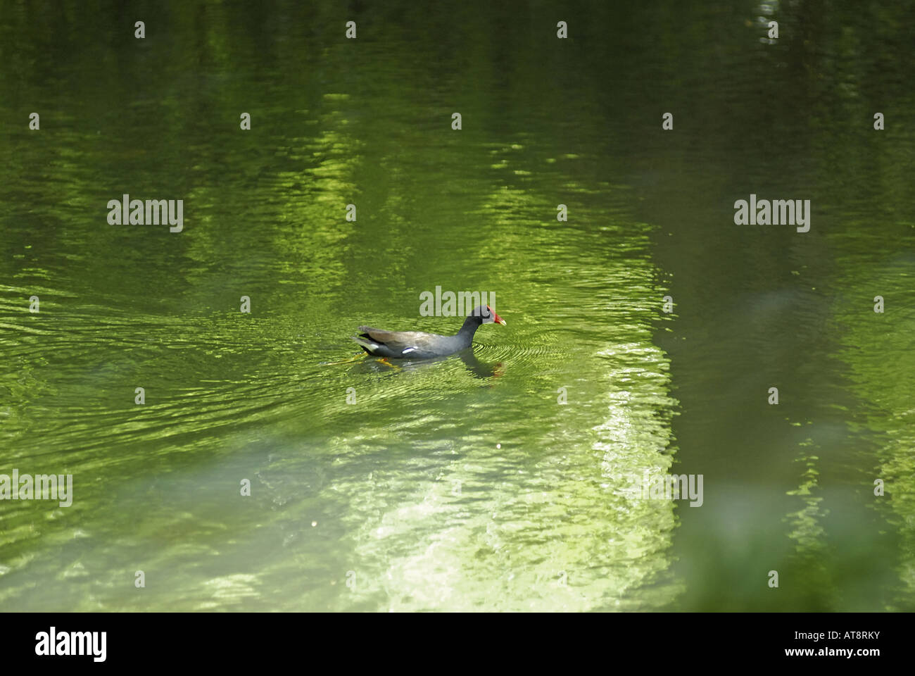 Alae ula hi-res stock photography and images - Alamy