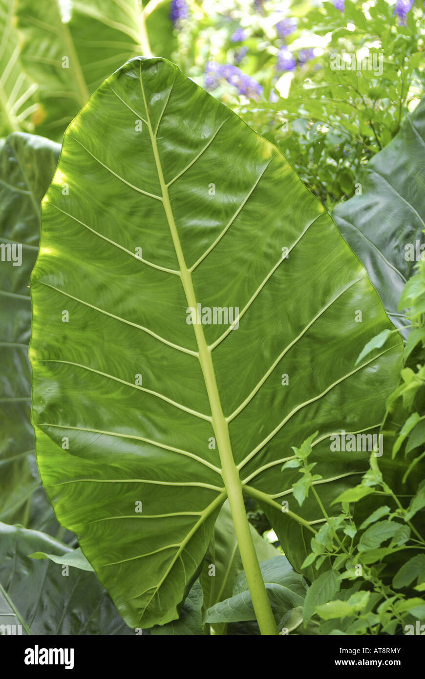 Close-up of a large ape leaf photographed at McBryde gardens near Poipu ...
