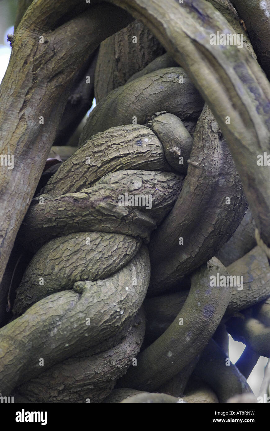 Knotted grey branches of tree at McBryde gardens near Poipu, Kauai ...