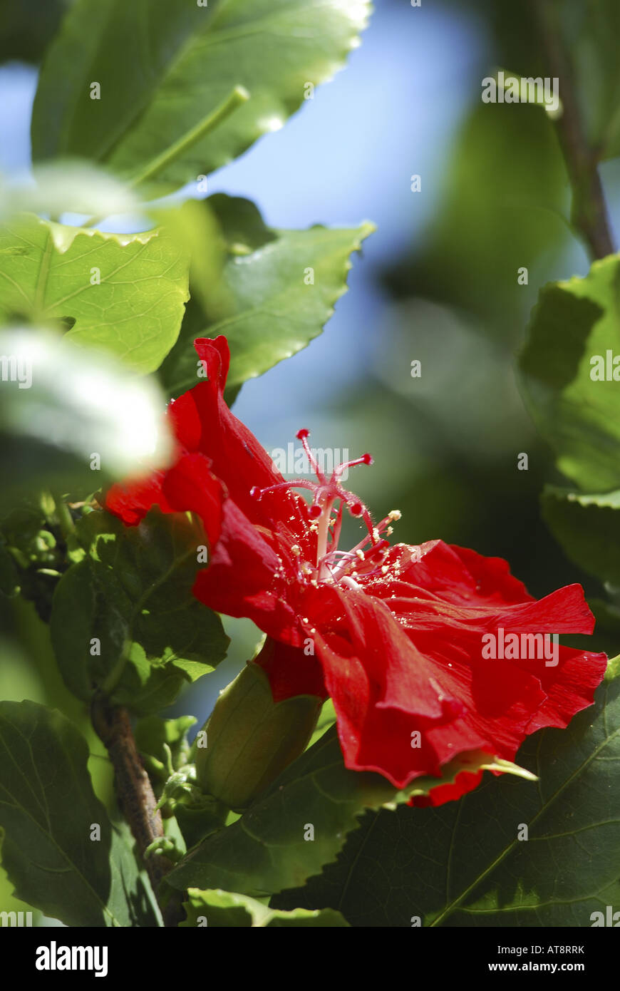 rare & endangered native Hawaiian red hibiscus (kokio ula, family ...