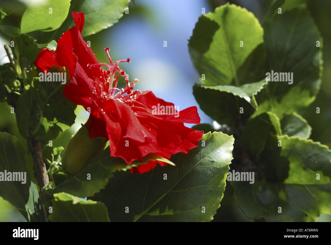 rare & endangered native Hawaiian red hibiscus (kokio ula, family ...
