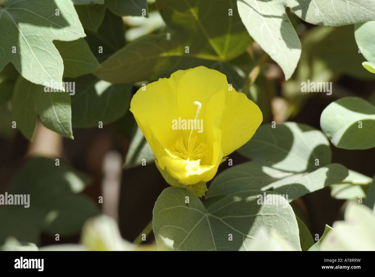 beautiful bright yellow mao blossom, a native Hawaiian plant, peeps ...
