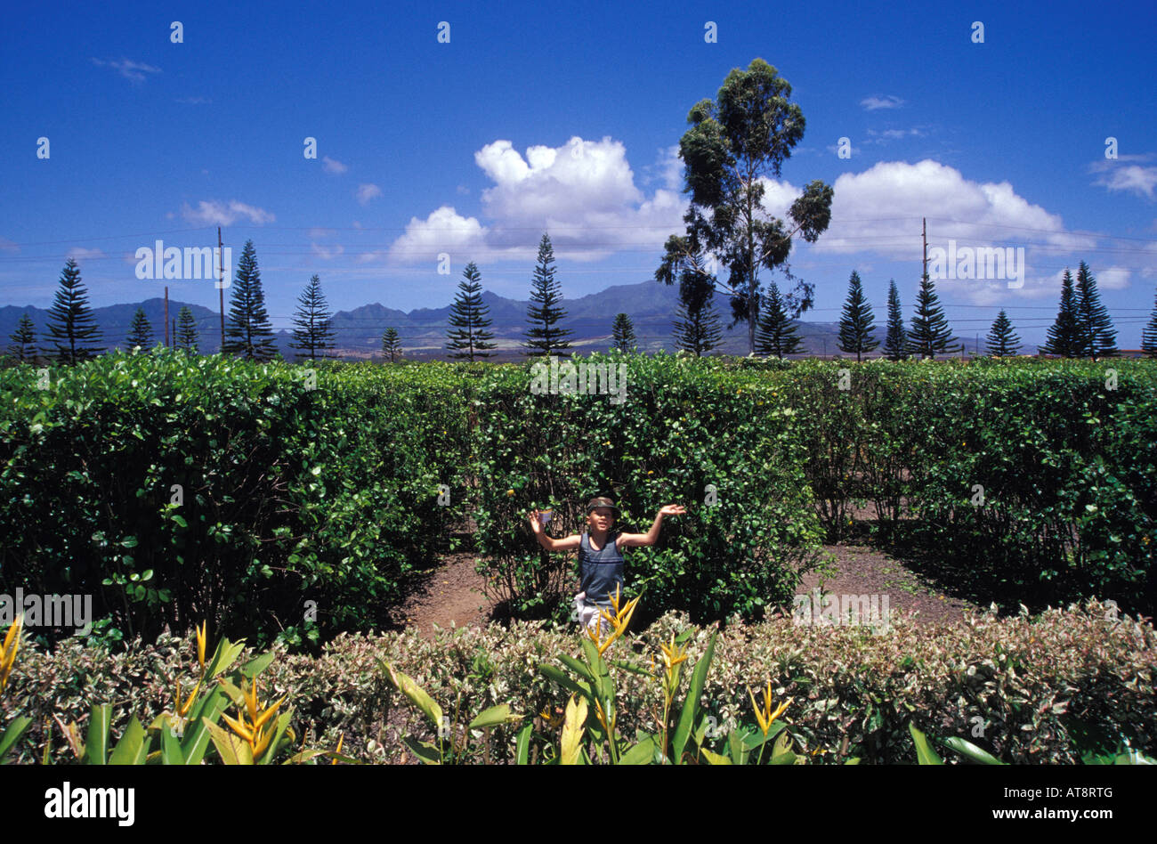 Young eight year old boy running through Dole's worlds largest maze on ...