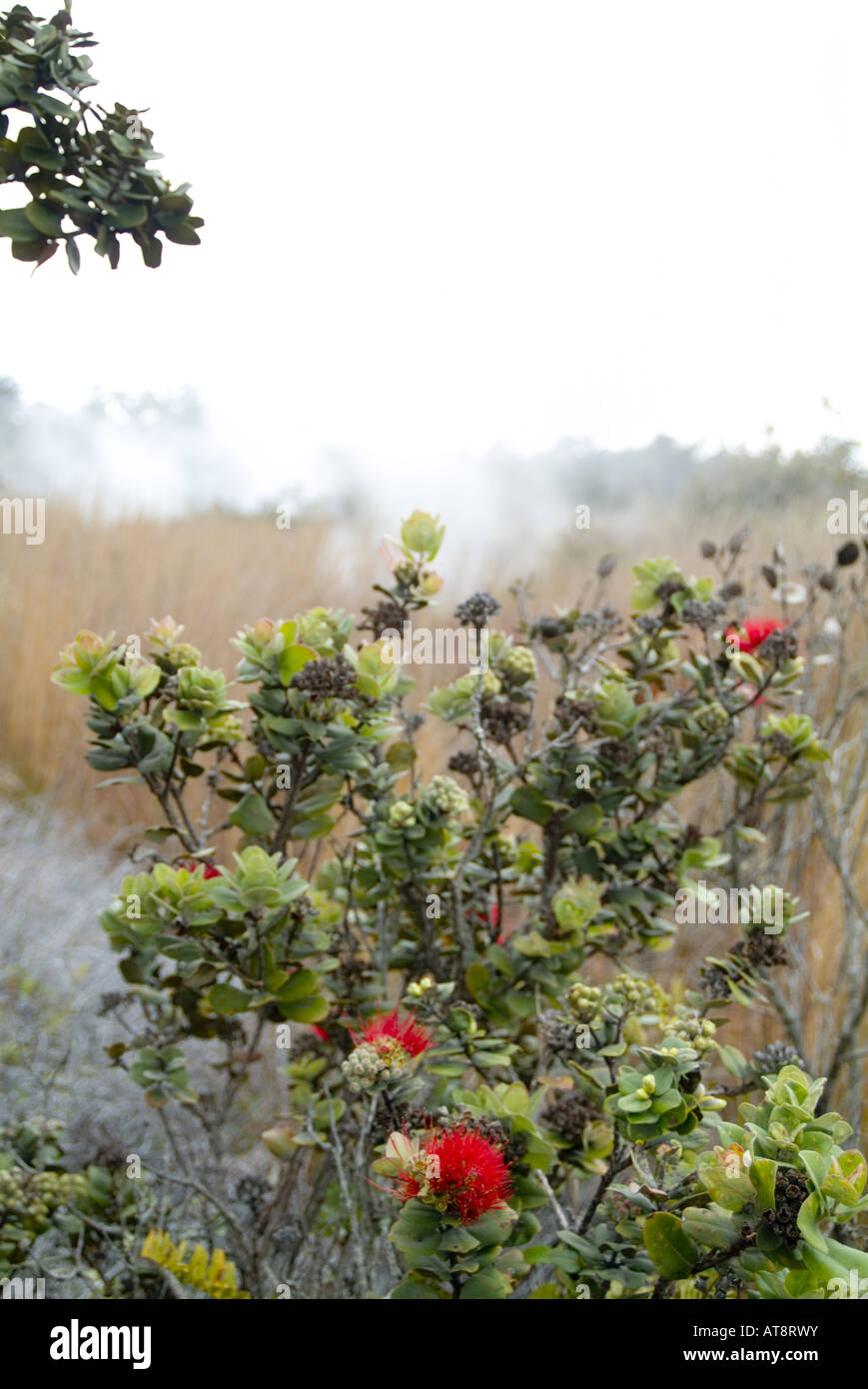 Red lehua hi-res stock photography and images - Alamy