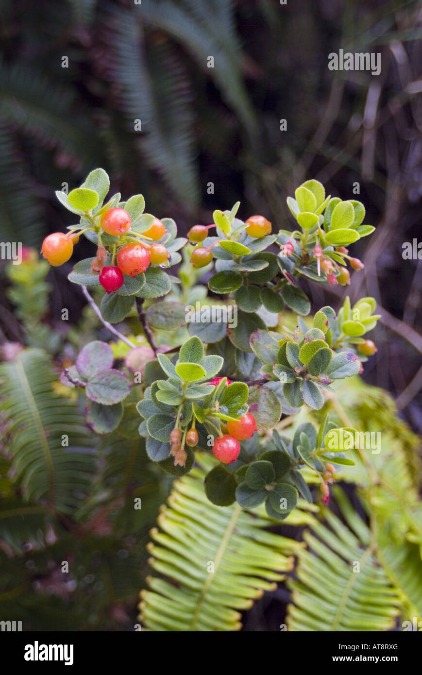 native ohelo plant (vaccinium reticulatum) grown in Hawaii Volcanoes ...