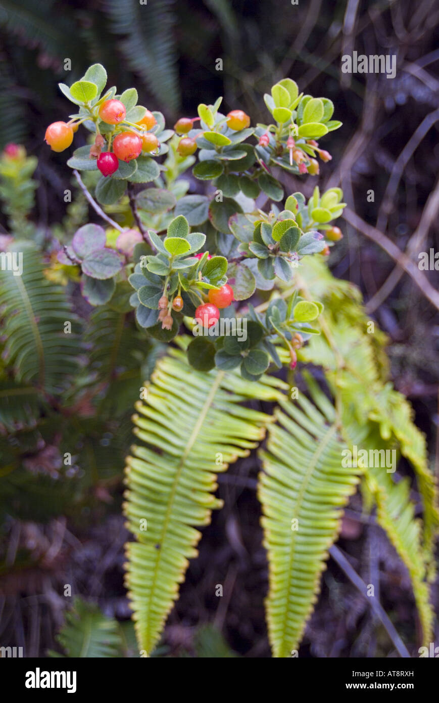 native ohelo plant (vaccinium reticulatum) grown in Hawaii Volcanoes ...