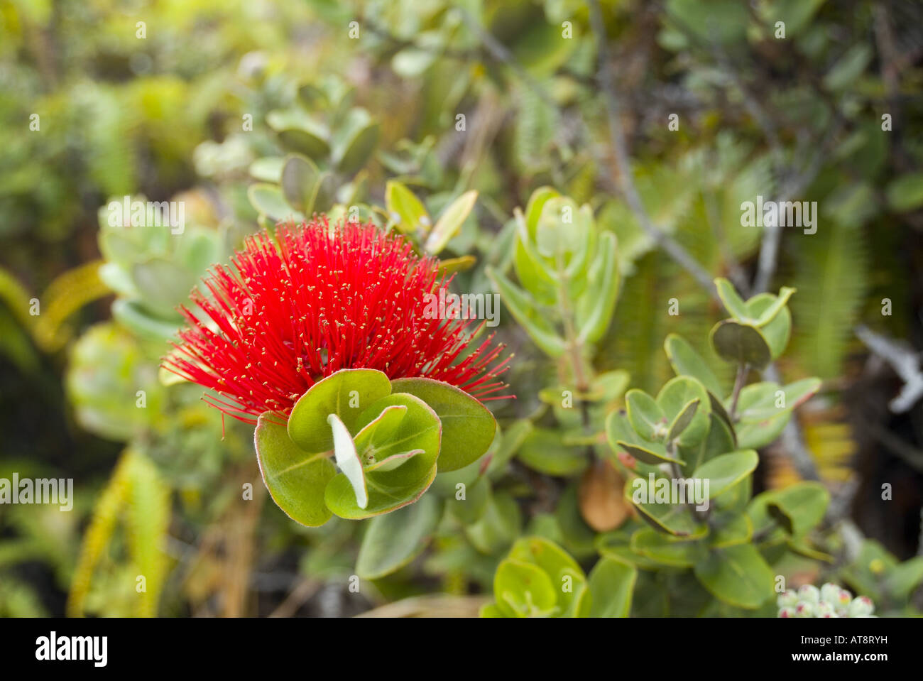 Ohia lehua blossom hi-res stock photography and images - Alamy