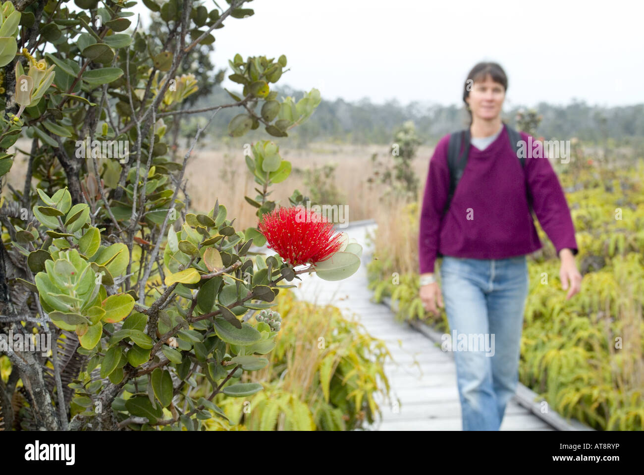 woman walks on a boardwalk at Volcanoes National park with an brilliant ...