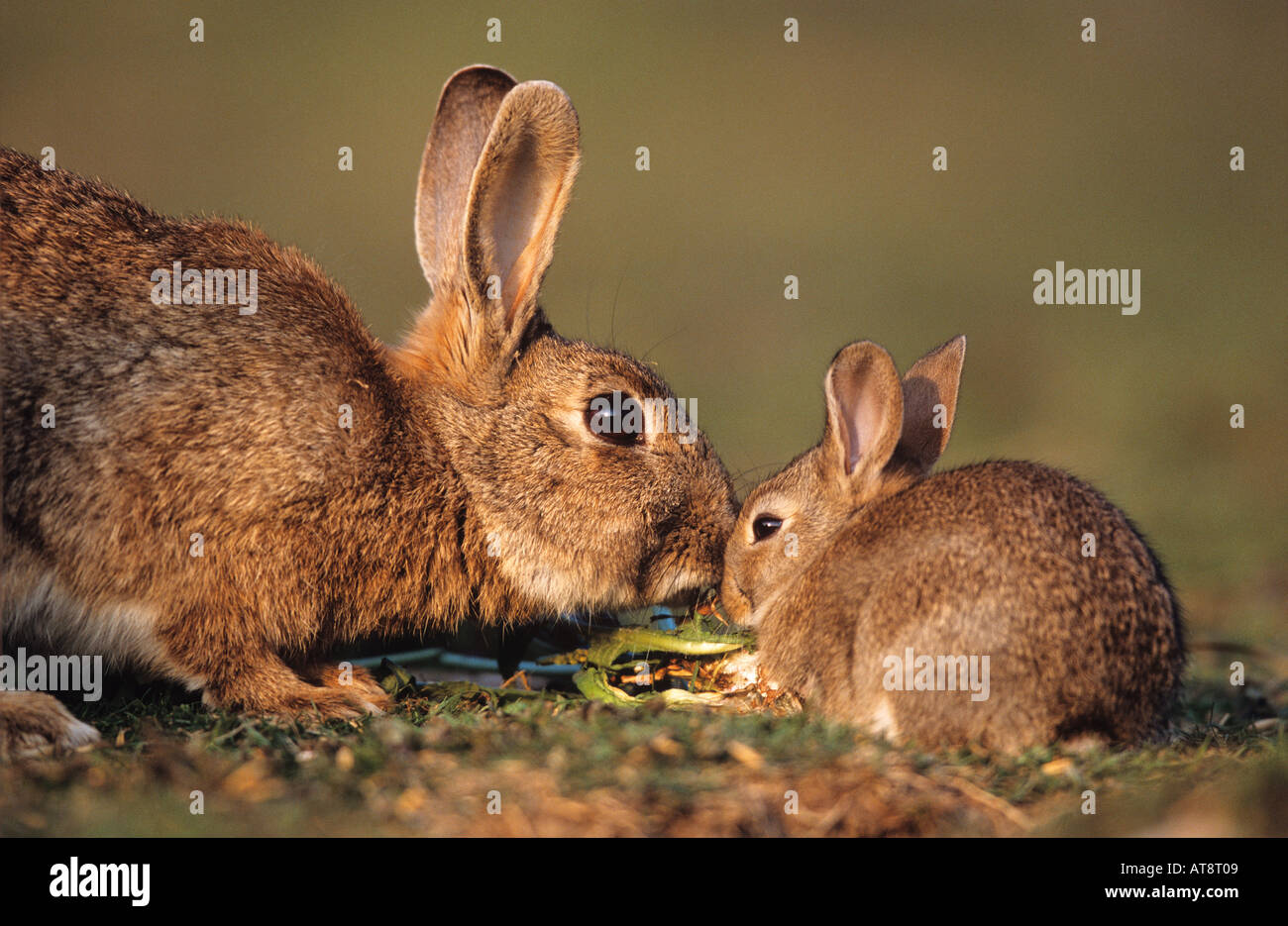 Old World rabbit (Oryctolagus cuniculus). Mother and young nose-to-nose ...