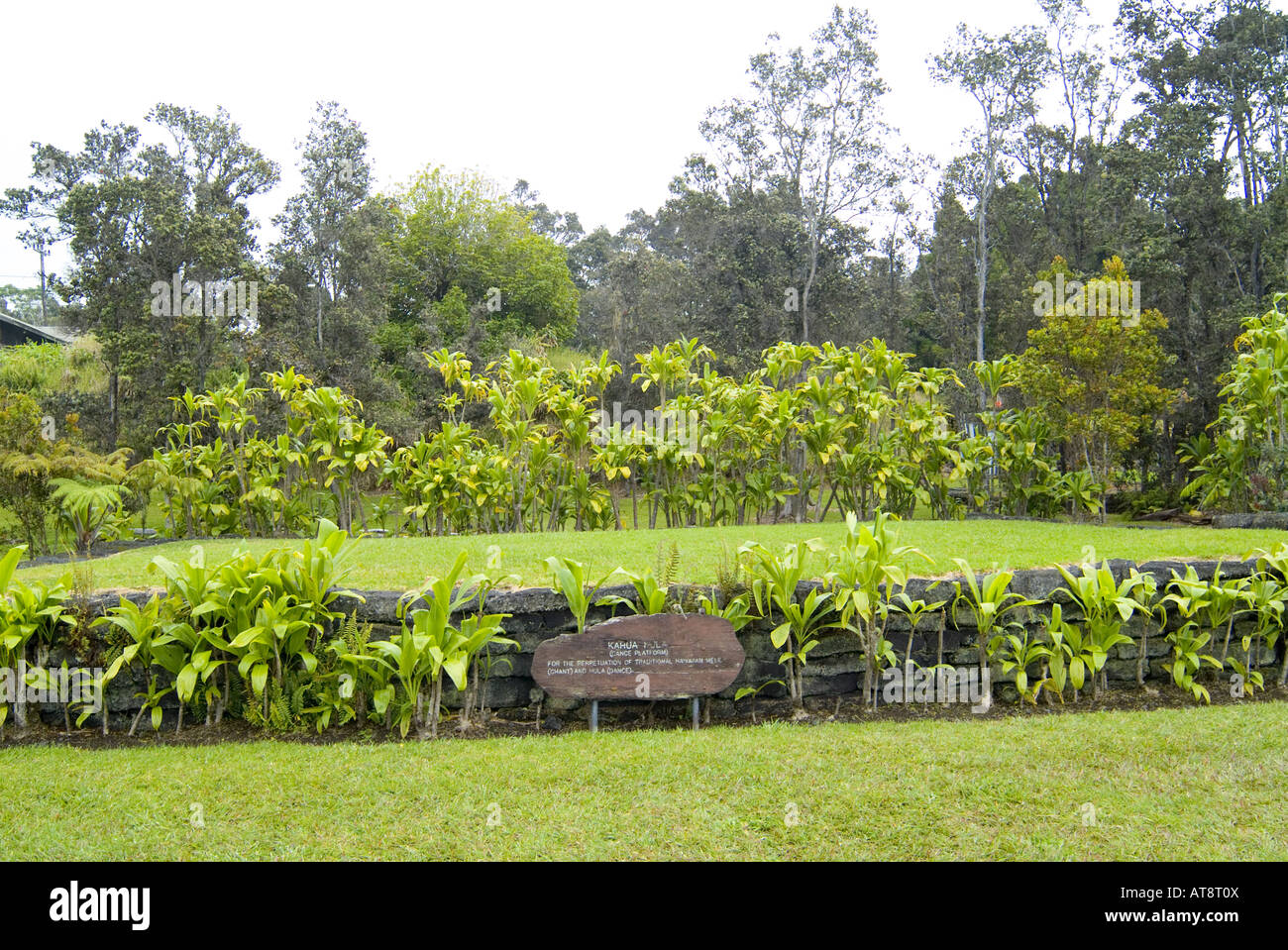 This pa hula platform surrounded by ti leaf plants and lush green ...