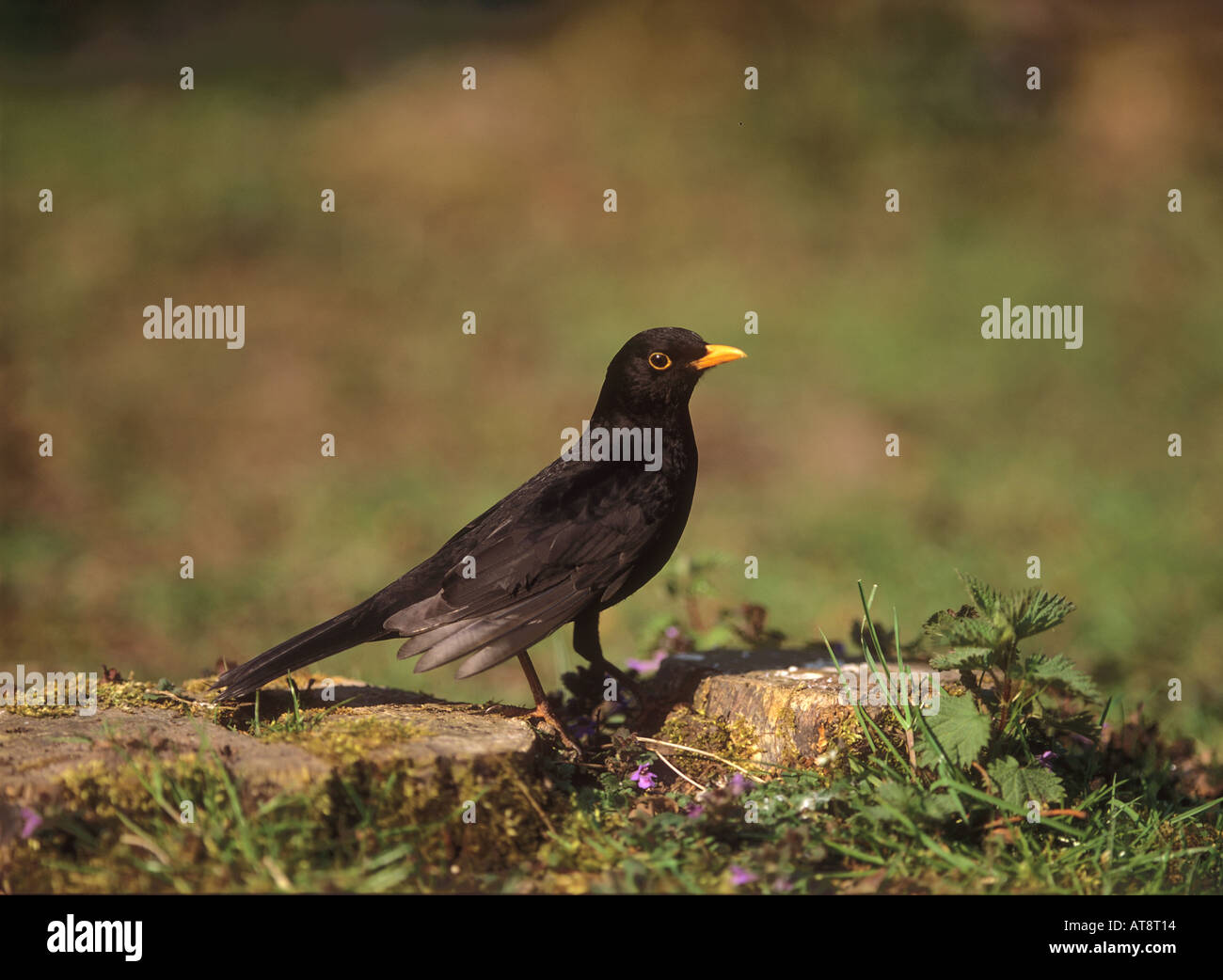 Blackbird singing on tree hi-res stock photography and images - Alamy