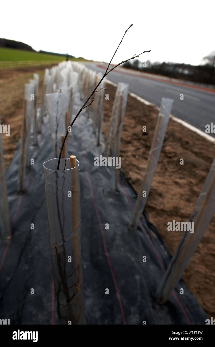 Tree sapling road hi-res stock photography and images - Alamy