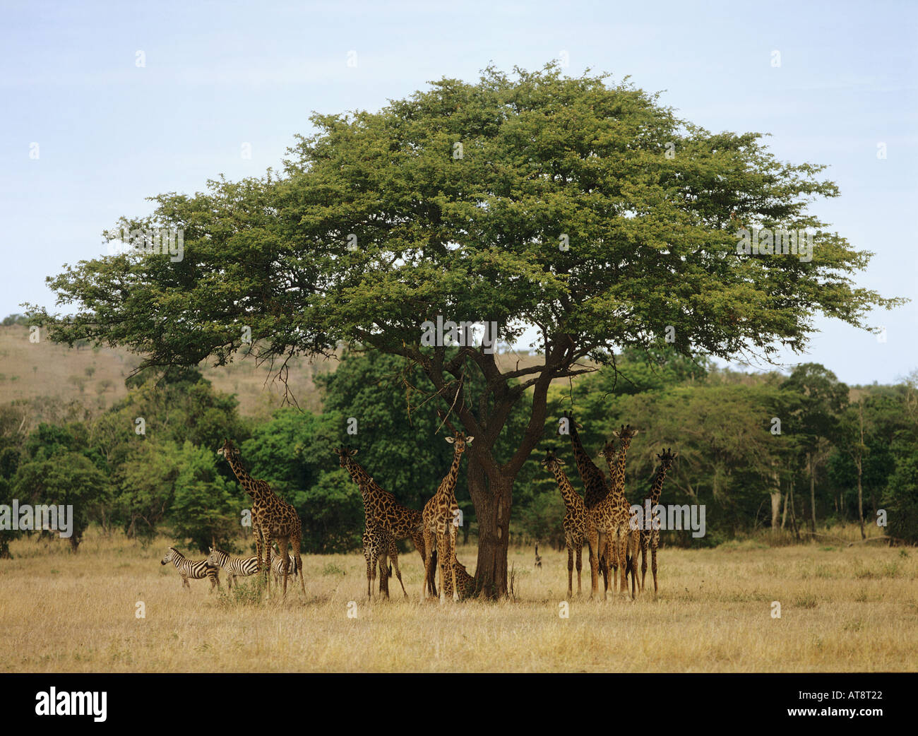 giraffes standing under tree Giraffa camelopardalis Stock Photo - Alamy