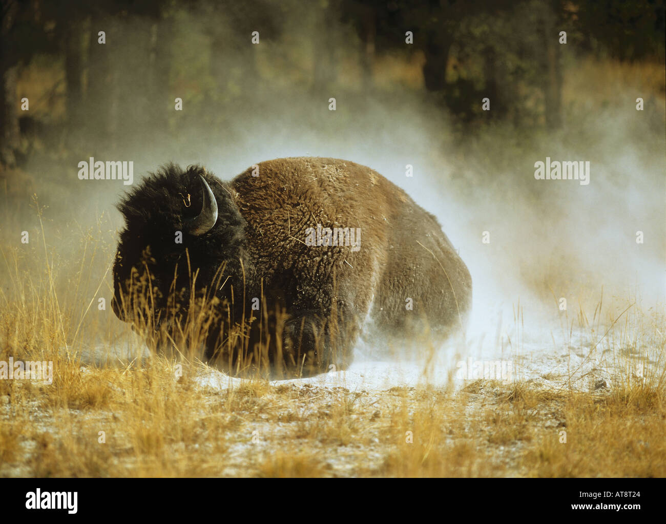 European steppe bison hi-res stock photography and images - Alamy