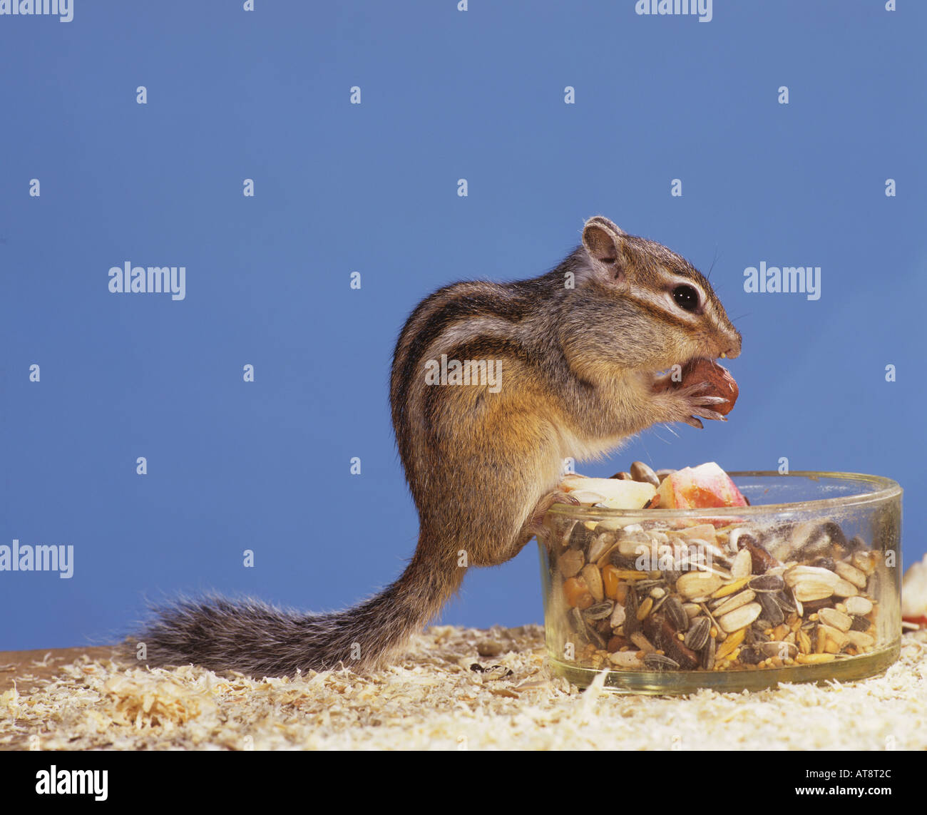 Chipmunk eating bird hi-res stock photography and images - Alamy