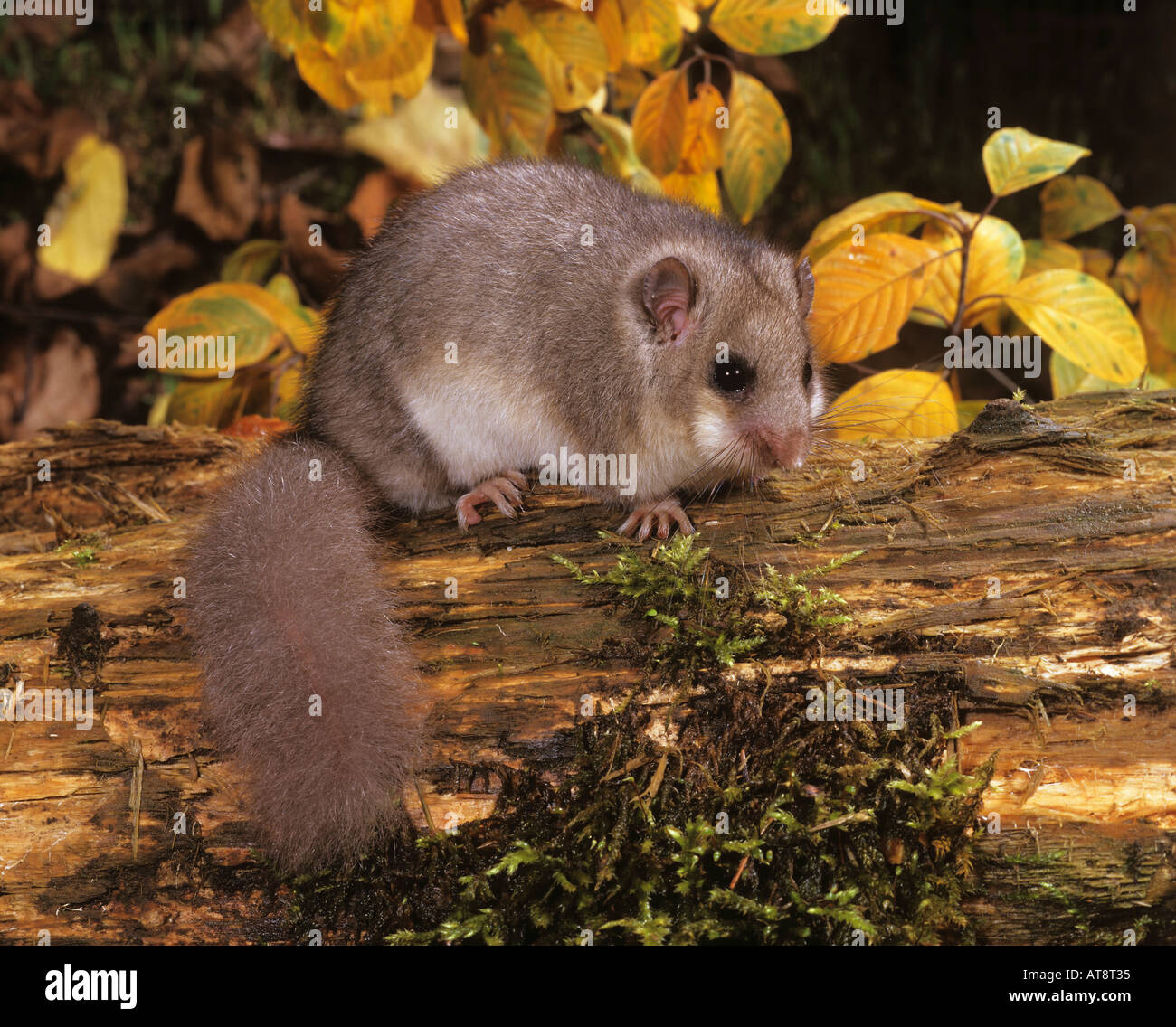 Glis glis edible dormouse hi-res stock photography and images - Alamy