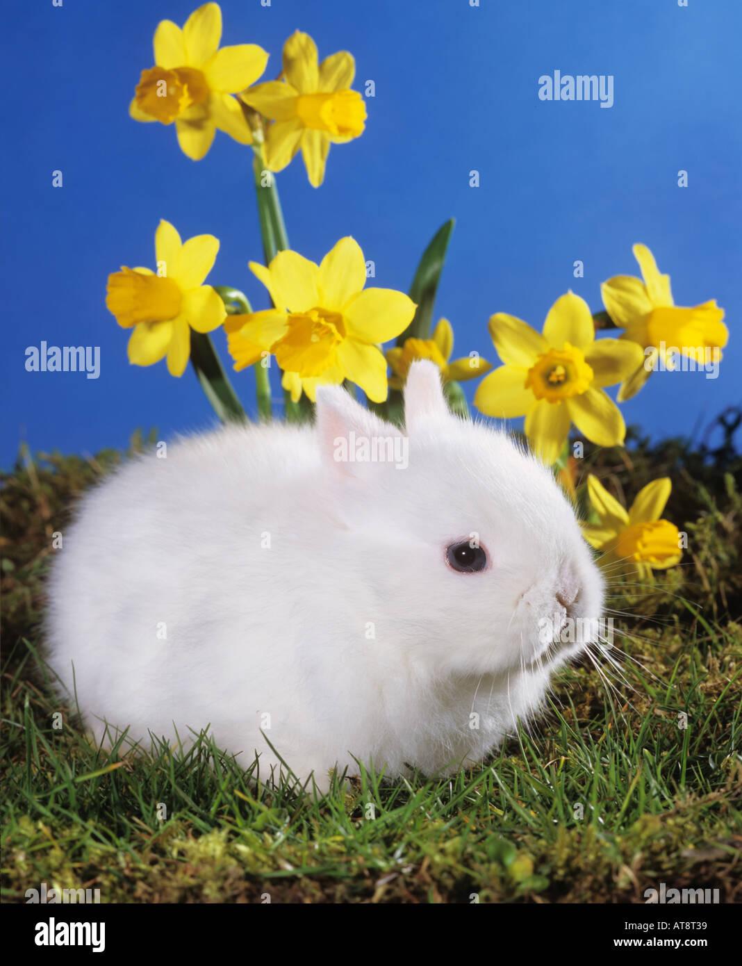 young white pygmy rabbit sitting on meadow in front of flowers Stock ...