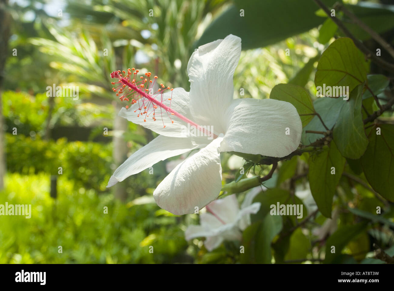 beautiful native white hibiscus blossom (hawaiian: kokio keoke, species ...
