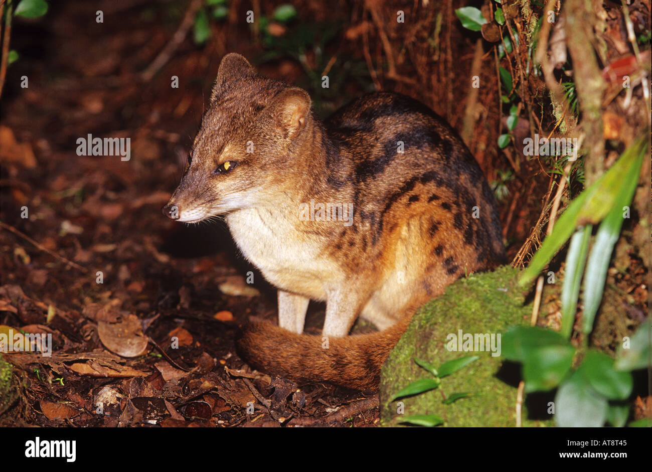 Fanaloka sitting fossa fossana hi-res stock photography and images - Alamy