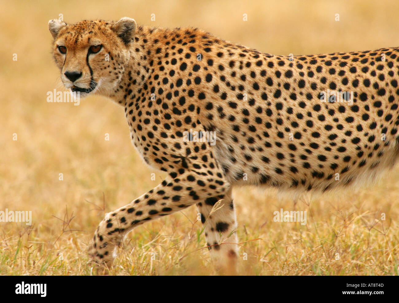 cheetah creeping lateral Acinonyx jubatus Stock Photo - Alamy