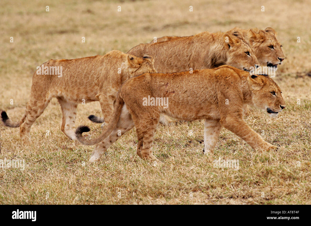 4 lionesses hi-res stock photography and images - Alamy