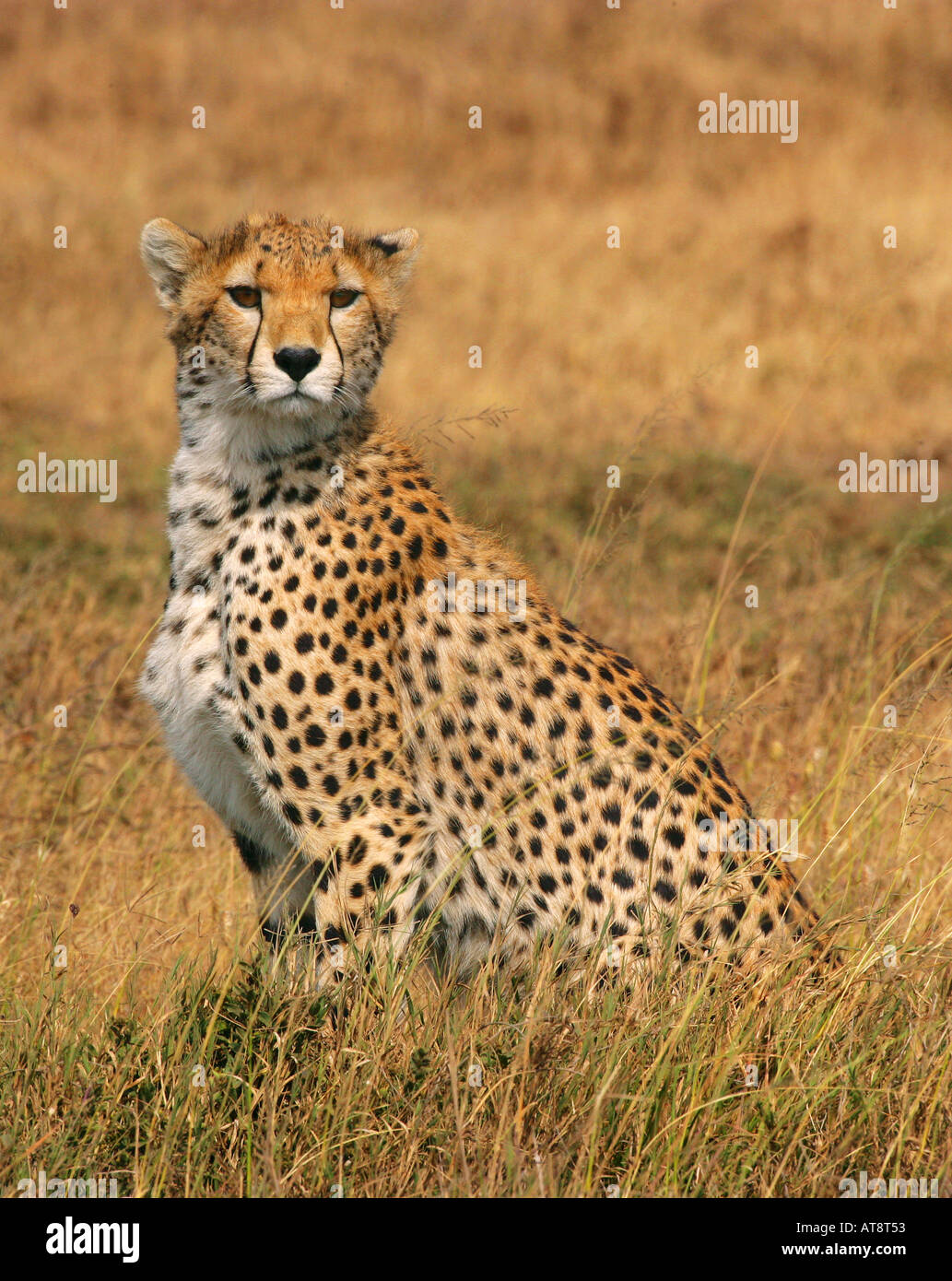 Cheetah in high grass hi-res stock photography and images - Alamy