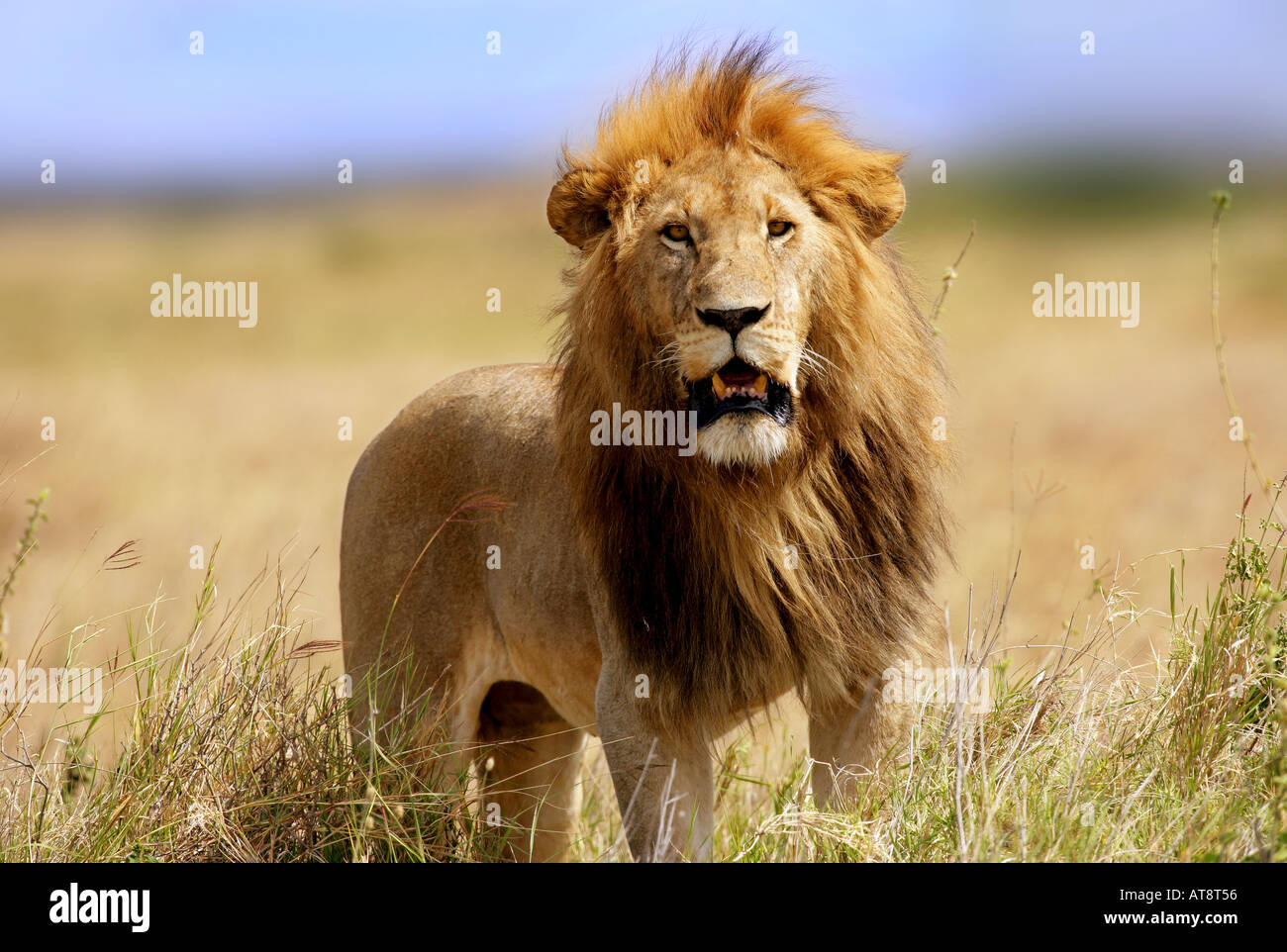 African Lion (Panthera leo). Male standing in savanna Stock Photo - Alamy