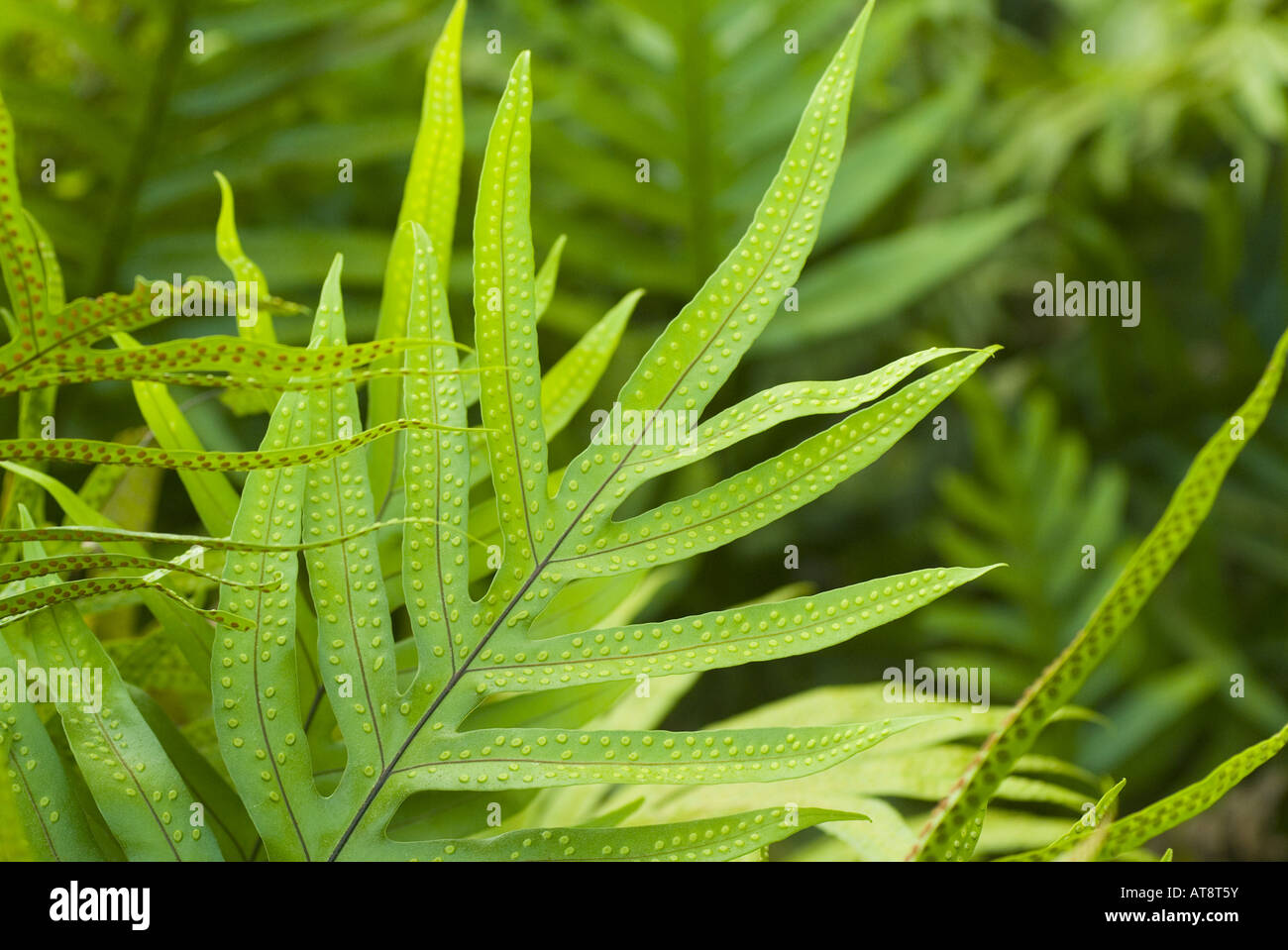 Close-up of the green lauae fern, commonly used as part of the haku lei ...