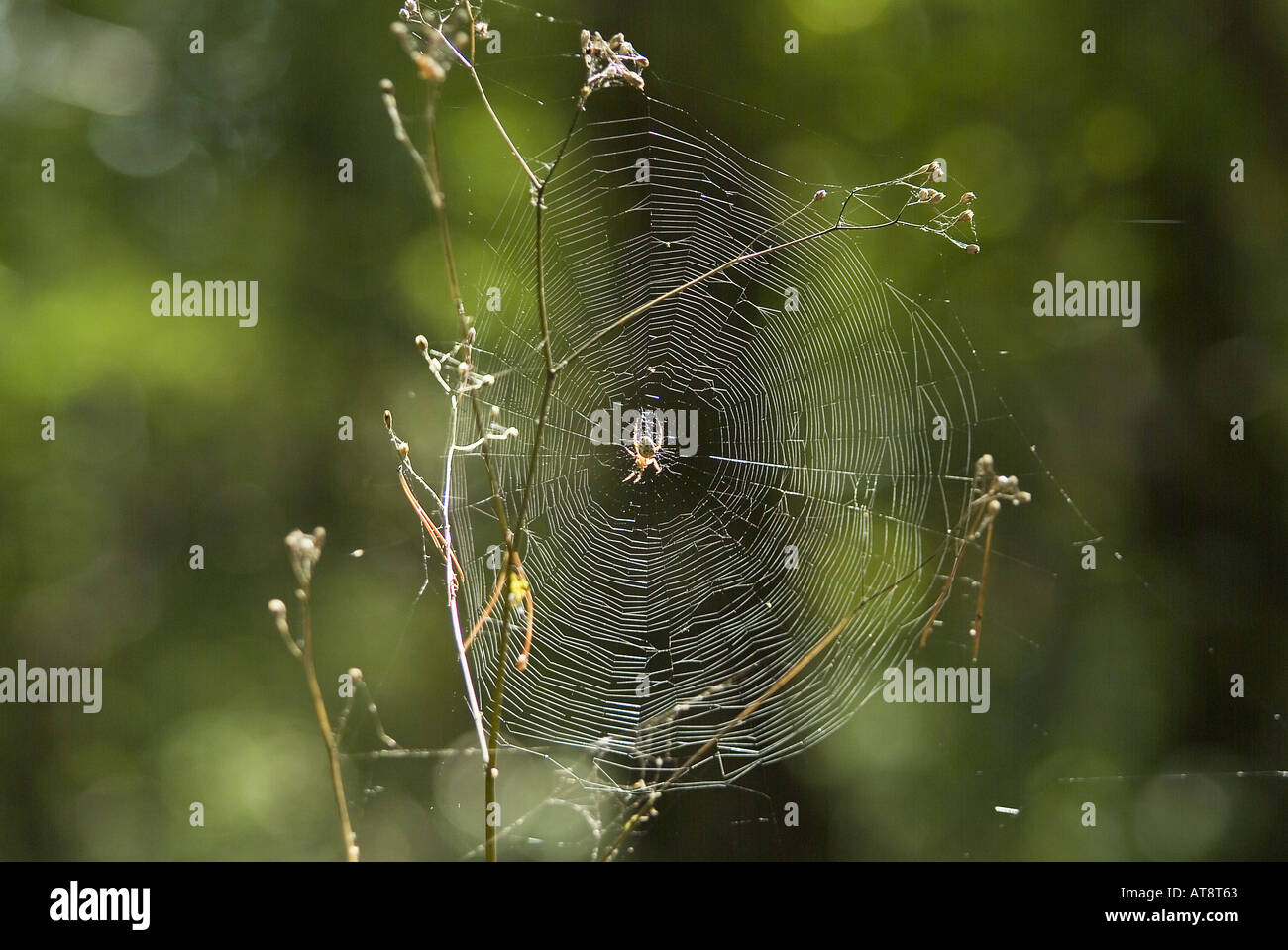 Spider in the middle of cobweb Stock Photo - Alamy