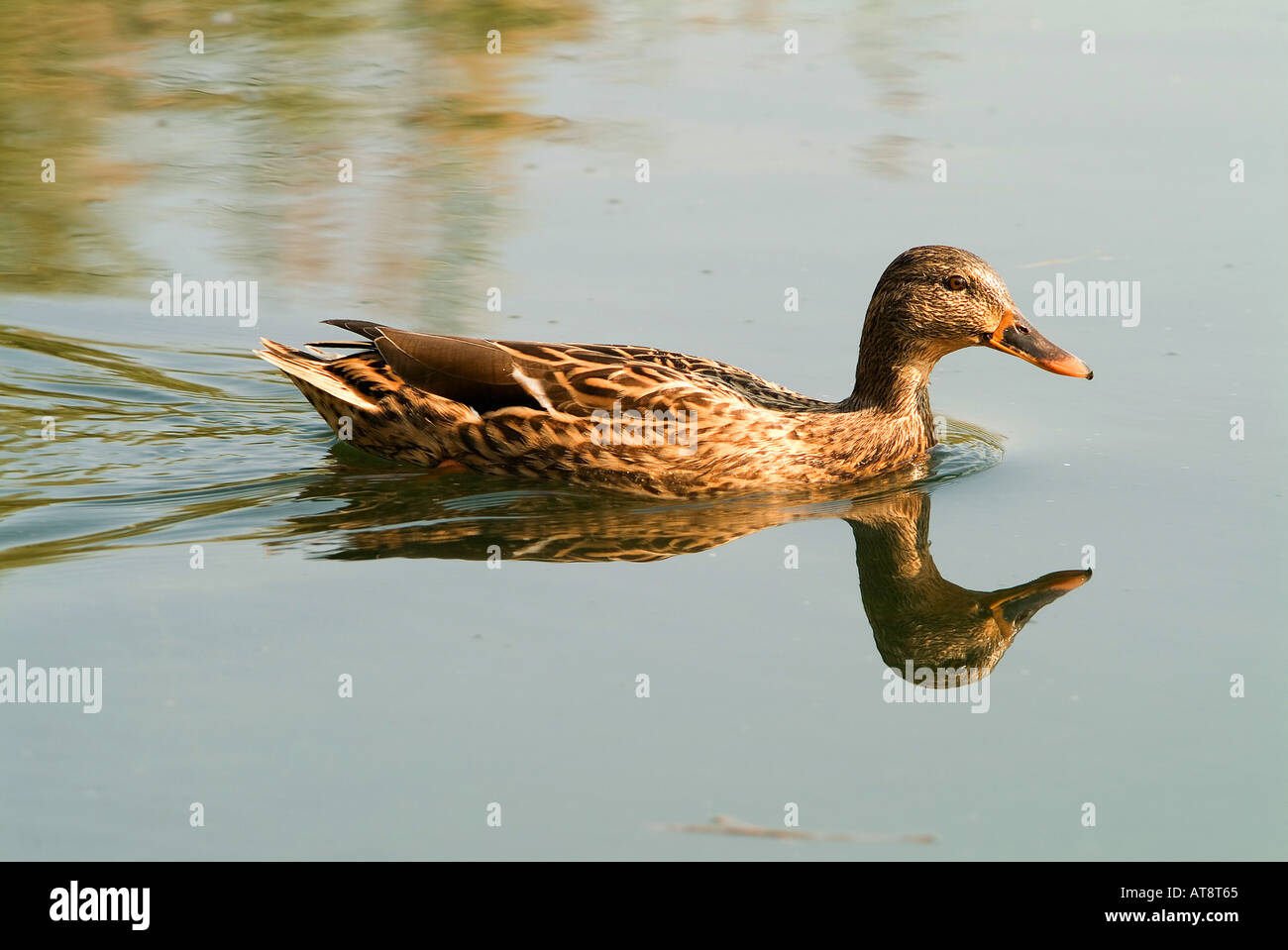mallard swimming in water Anas platyrhynchos Stock Photo - Alamy