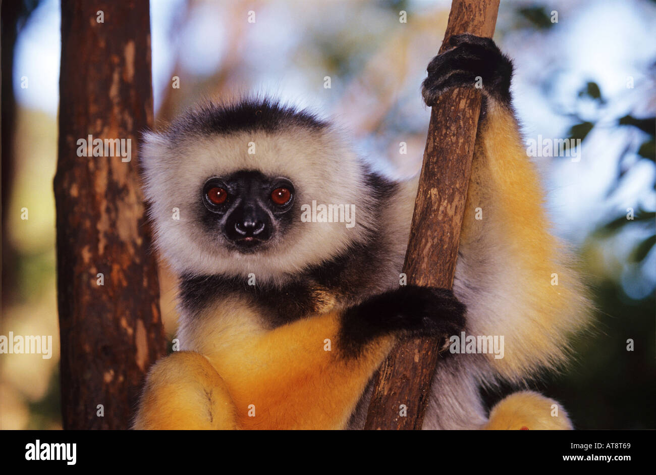 propithecus diadema crowned sifaka Stock Photo - Alamy