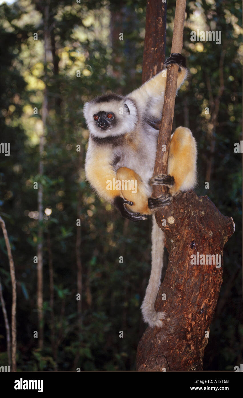 Crowned sifakas hi-res stock photography and images - Alamy